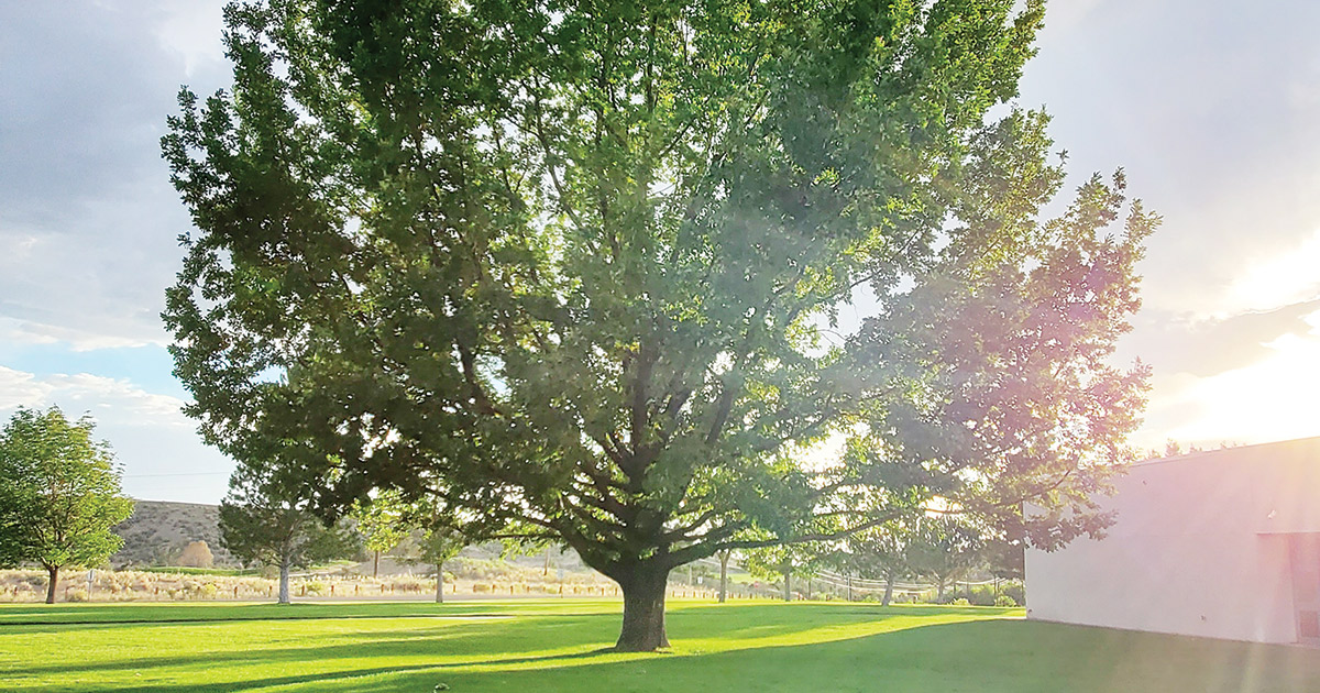 The Tree that Bill Hatch ‘Built’ | San Juan College