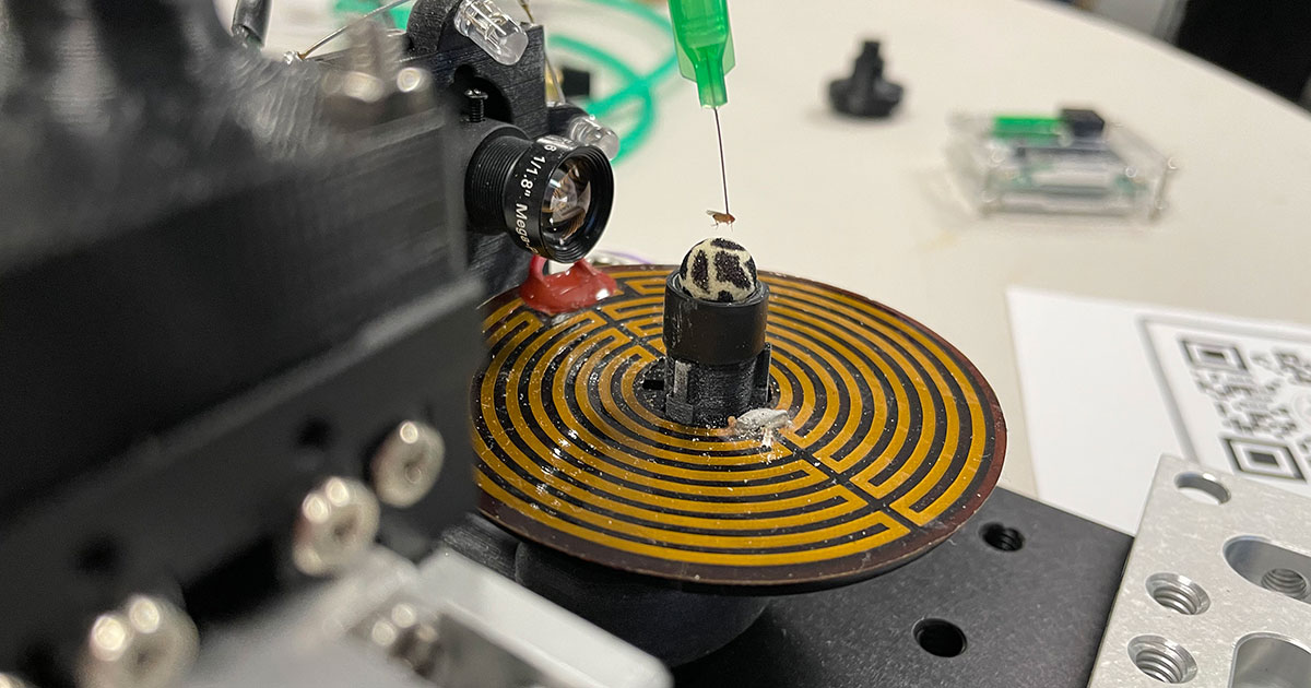 Fruit Flies and Neuroscience: A Peek into Mysteries of the Brain | San ...