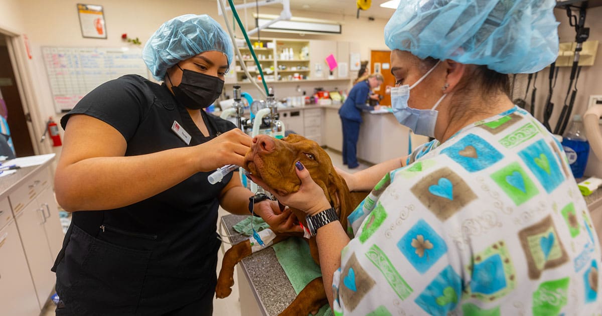 Veterinary Technology AAS (Online) | San Juan College